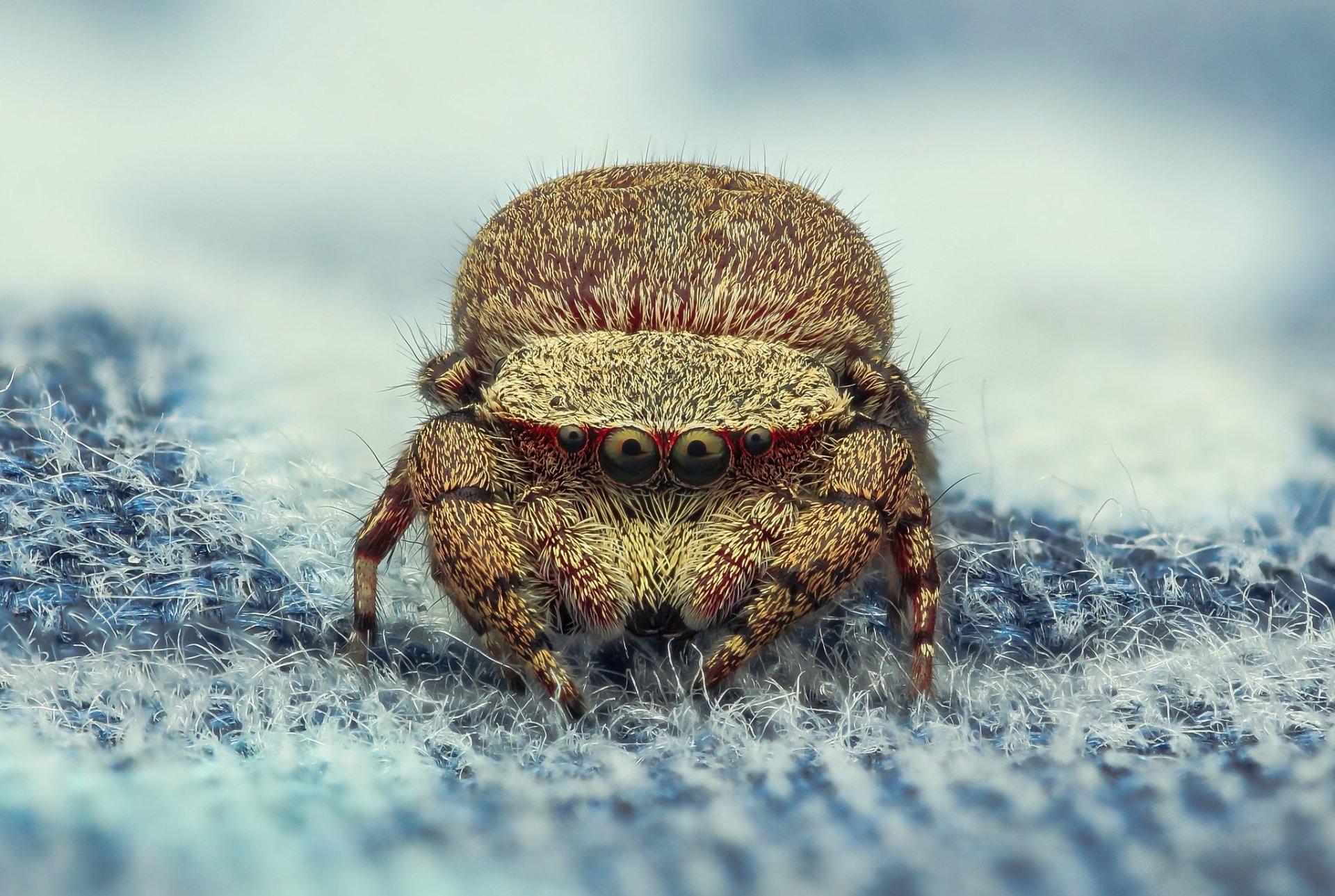 Download Spider Macro Animal Spider HD Wallpaper