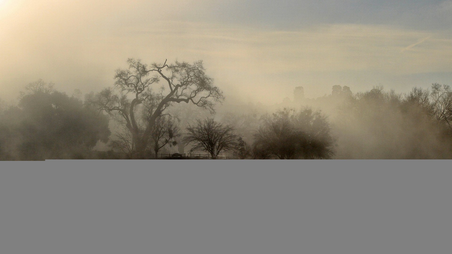 Download Nature Fog HD Wallpaper