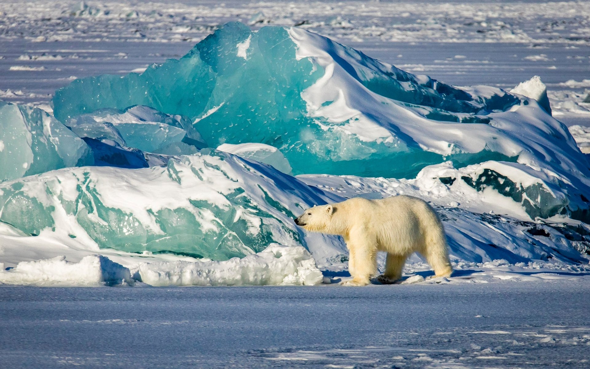 Majestic Polar Bear in Crystal Arctic Ice – HD Wallpaper