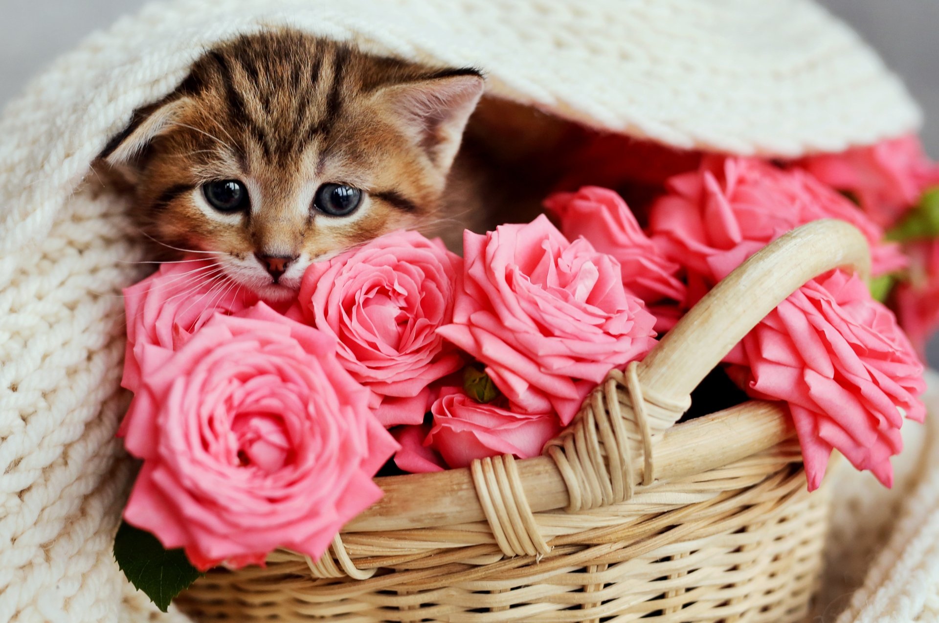 Rose Baby Wallpaper