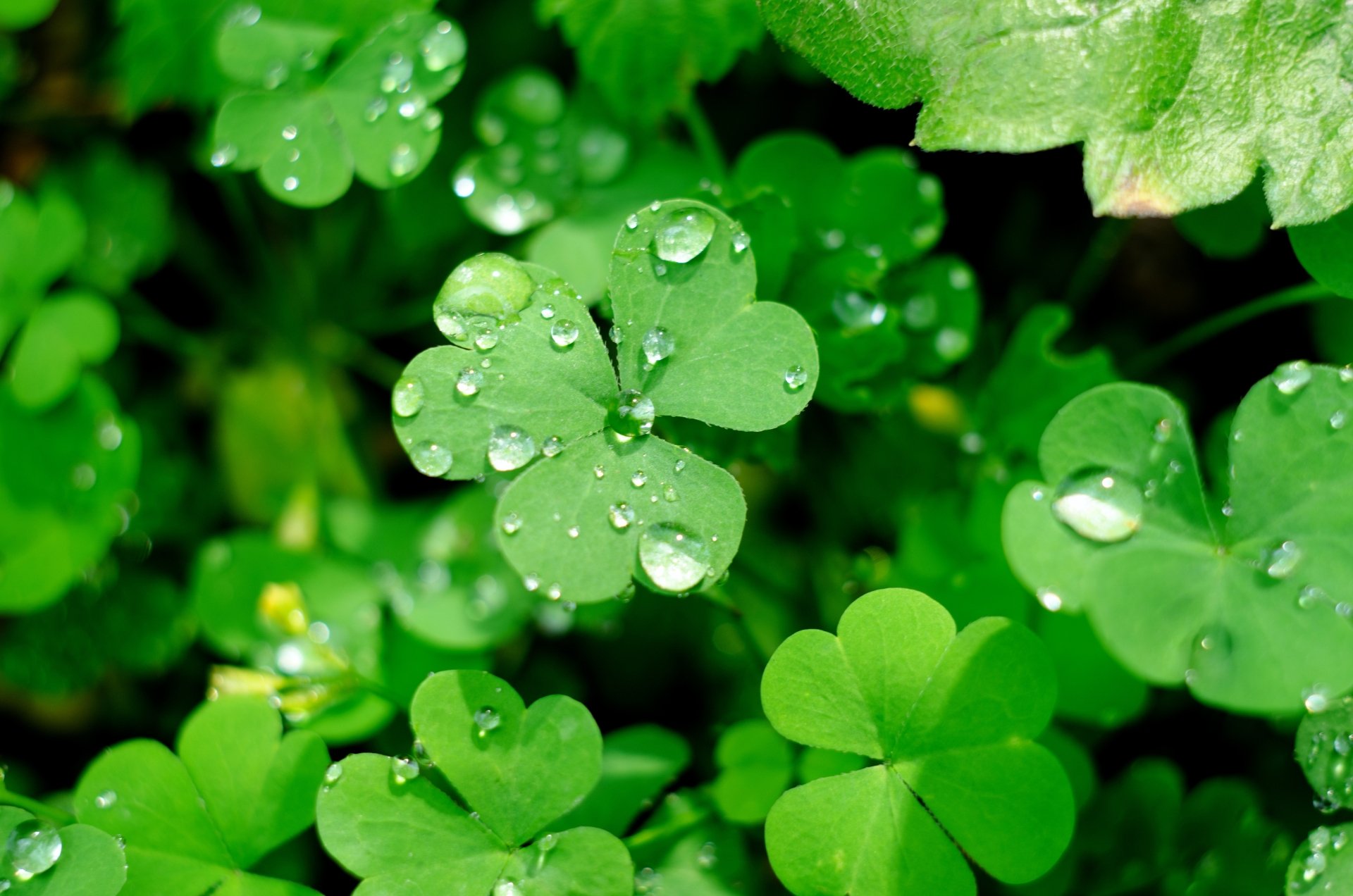 Download Greenery Macro Water Drop Nature Clover 4k Ultra HD Wallpaper