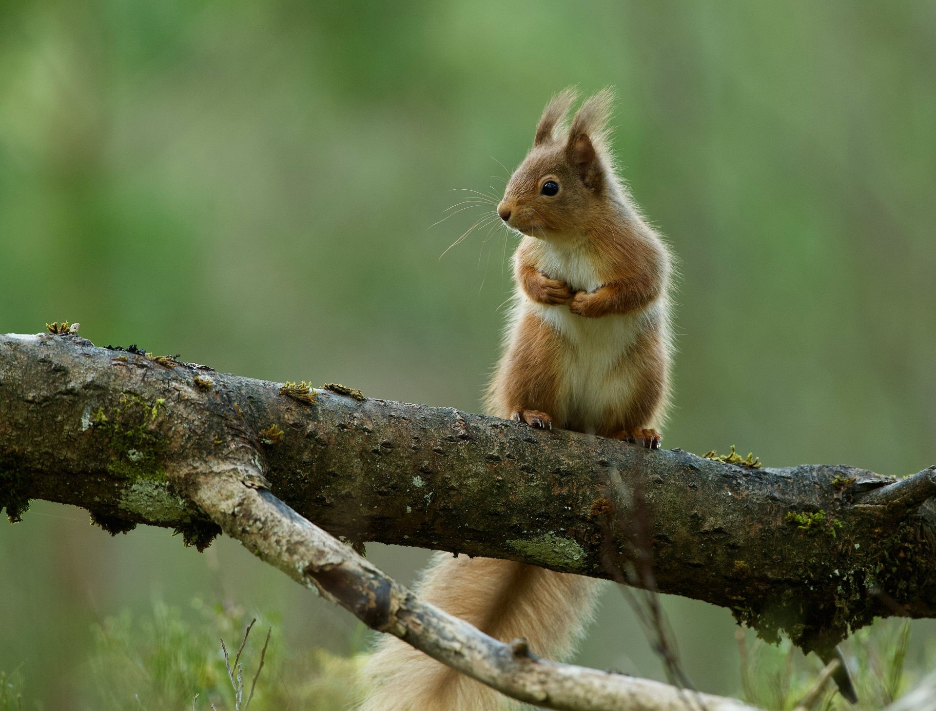 Download Rodent Animal Squirrel HD Wallpaper | 3500x2657 | Wallpaper Abyss
