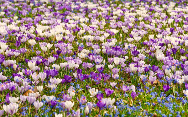 Spring 8k Wallpapers