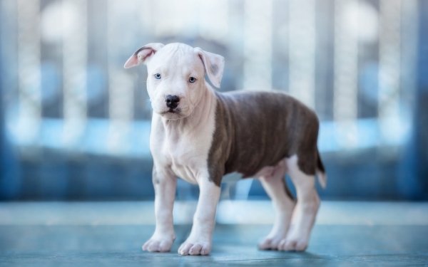 American Pit Bull Terrier - Desktop Wallpapers, Phone Wallpaper, PFP ...