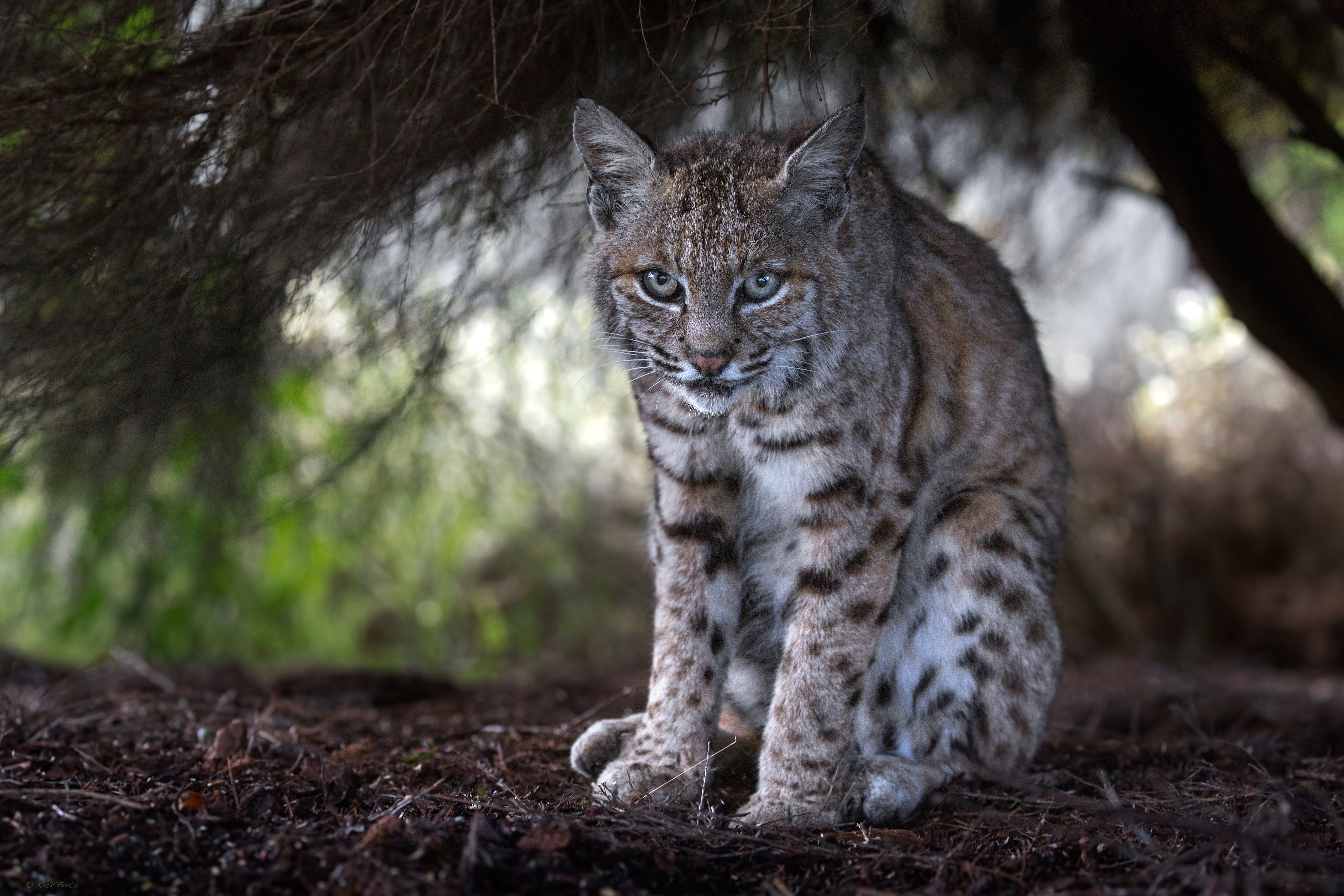Download Animal Lynx 4k Ultra HD Wallpaper