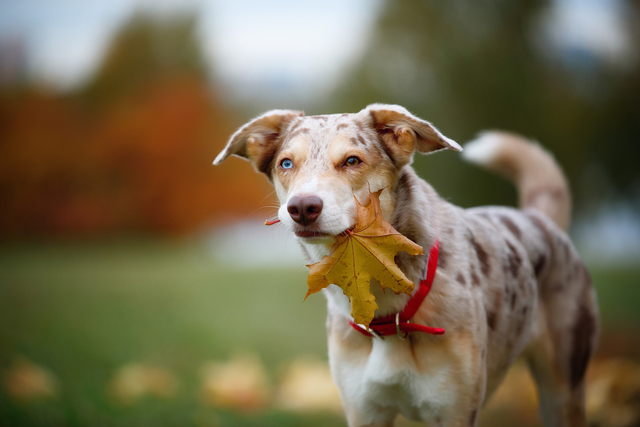 Download Depth Of Field Koolie Animal Dog HD Wallpaper