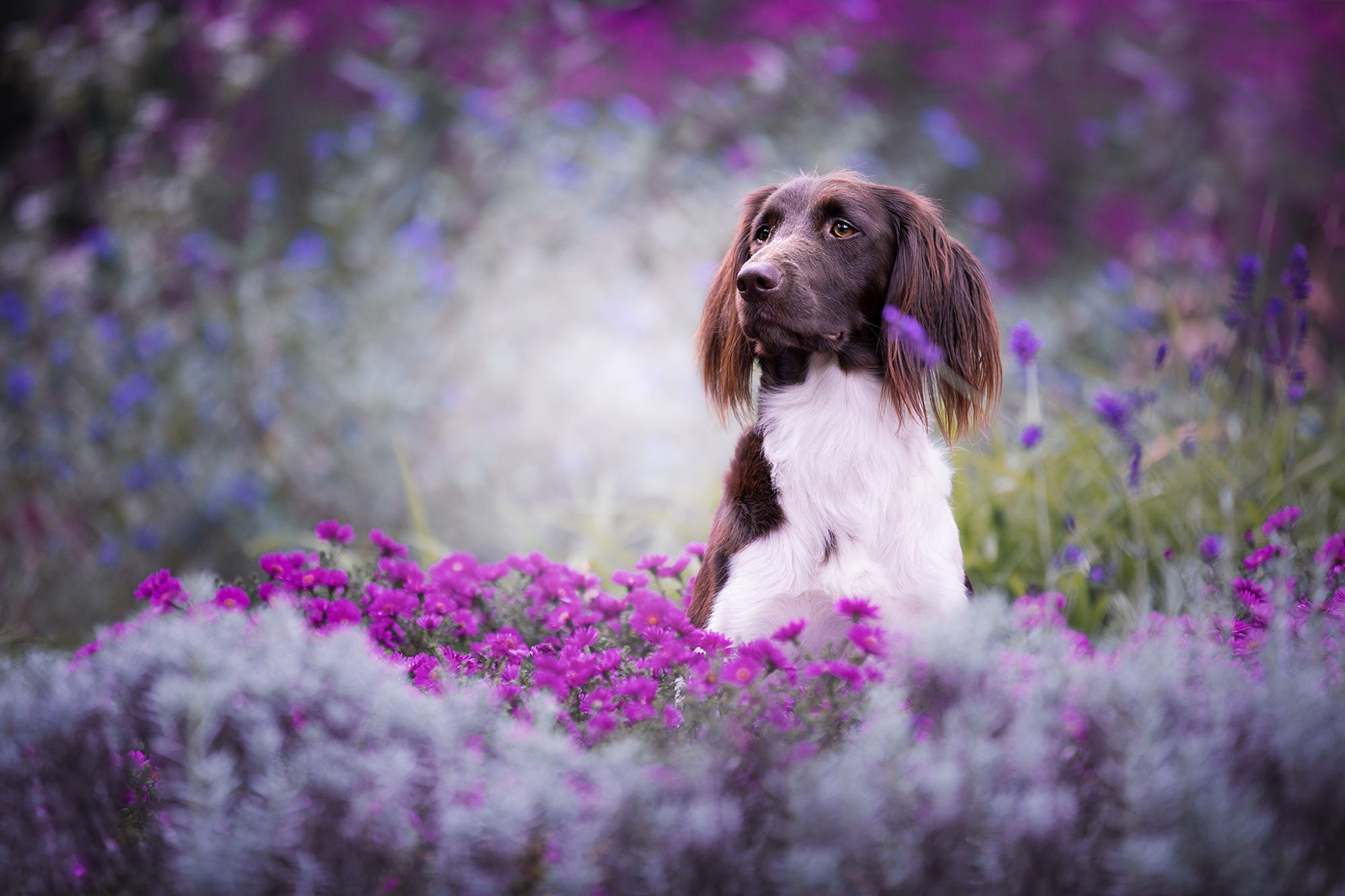 Download Flower Animal Dog HD Wallpaper