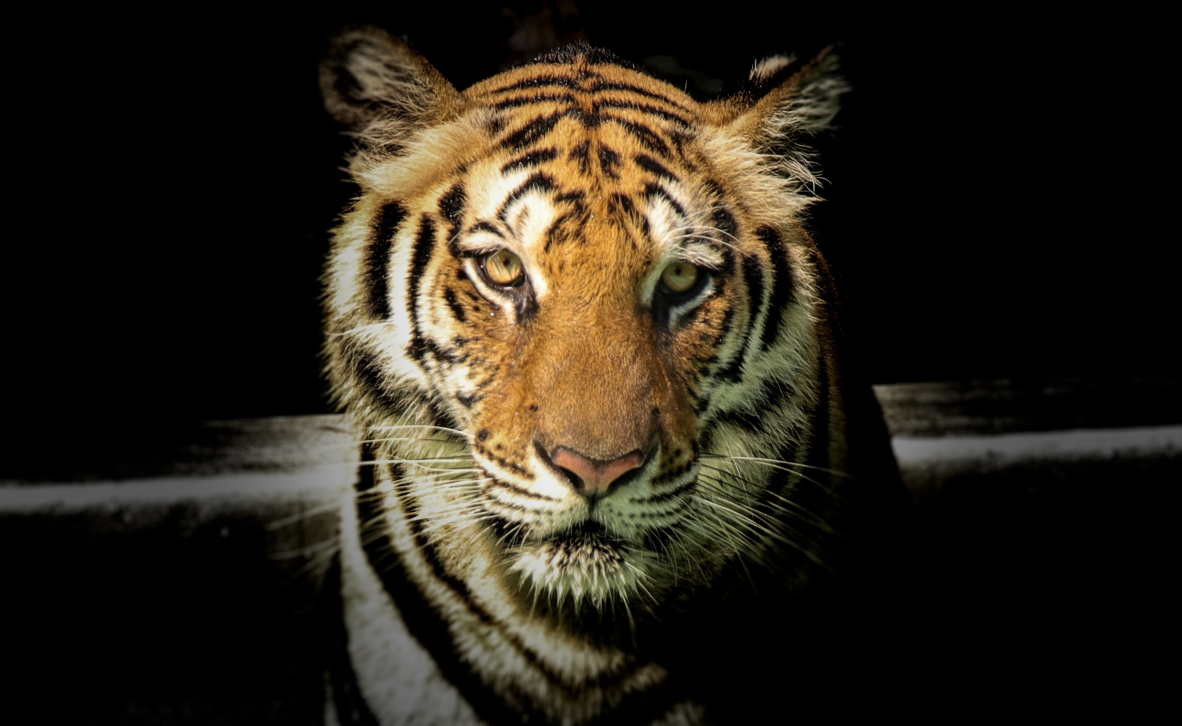 Animal Tiger HD Wallpaper by Sayantan Kundu