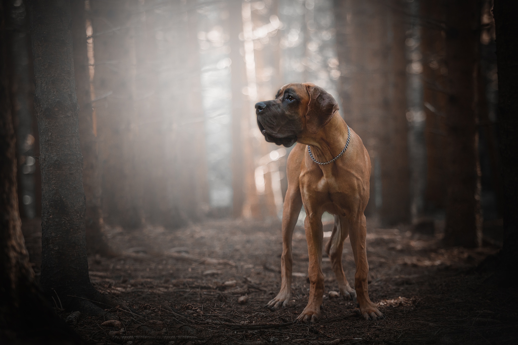 Great Dane HD Wallpaper