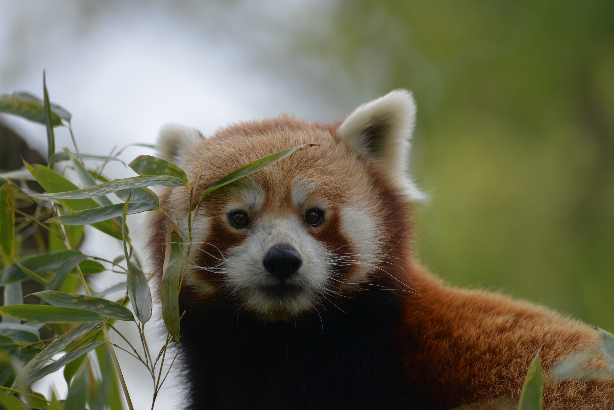Download Animal Red Panda HD Wallpaper