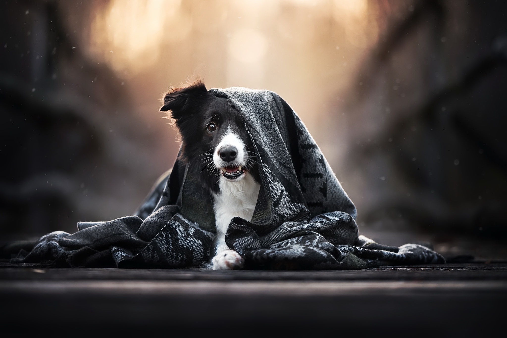 Dogs Wallpaper 2048x1152
