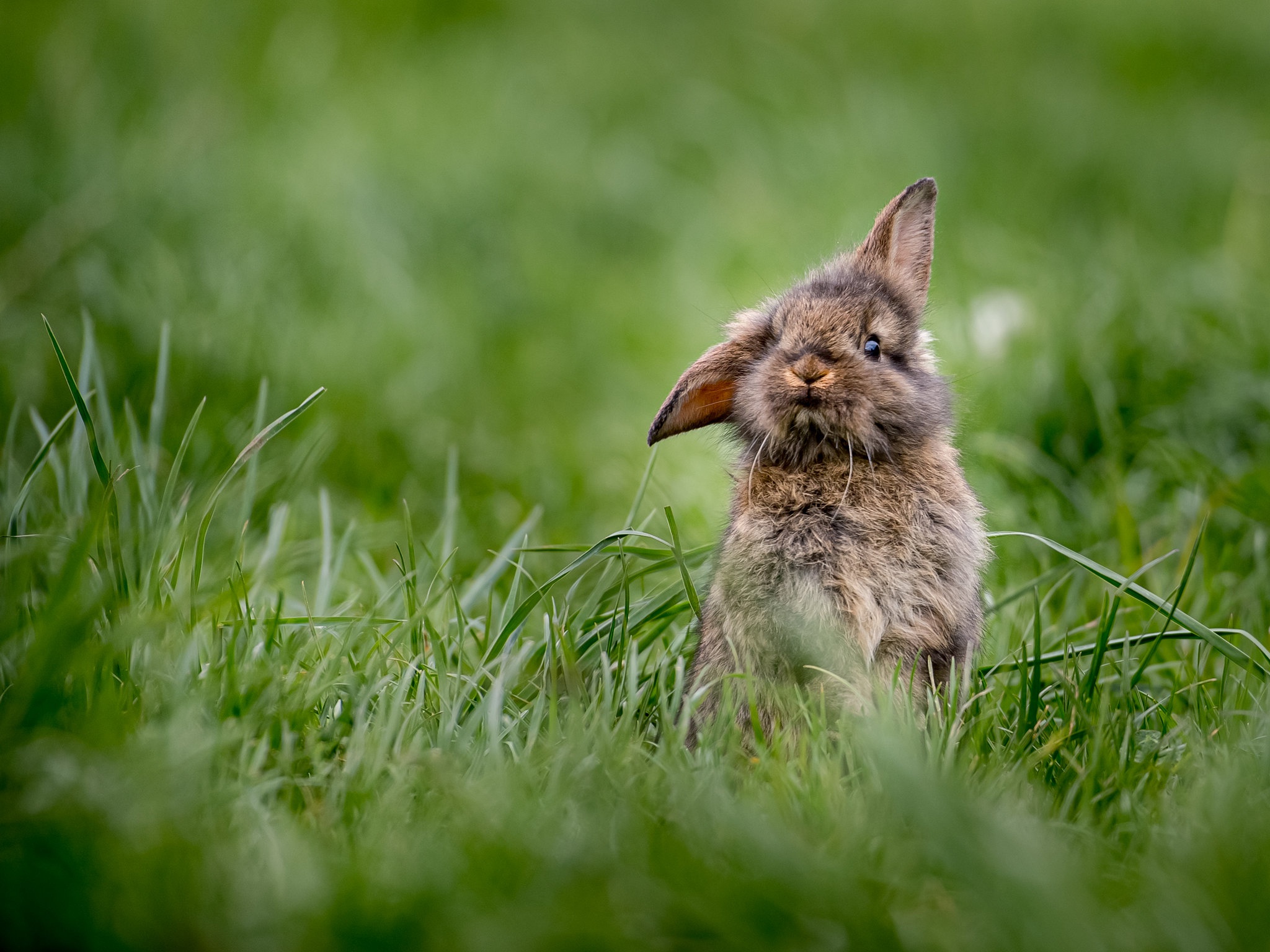 Download Grass Animal Rabbit HD Wallpaper