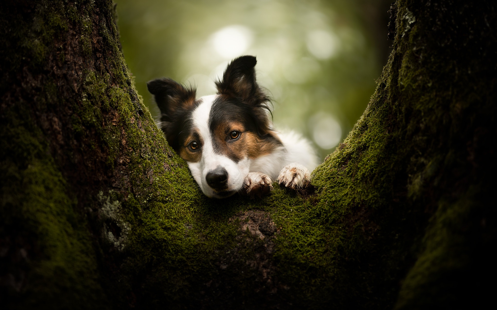 Download Depth Of Field Animal Dog HD Wallpaper