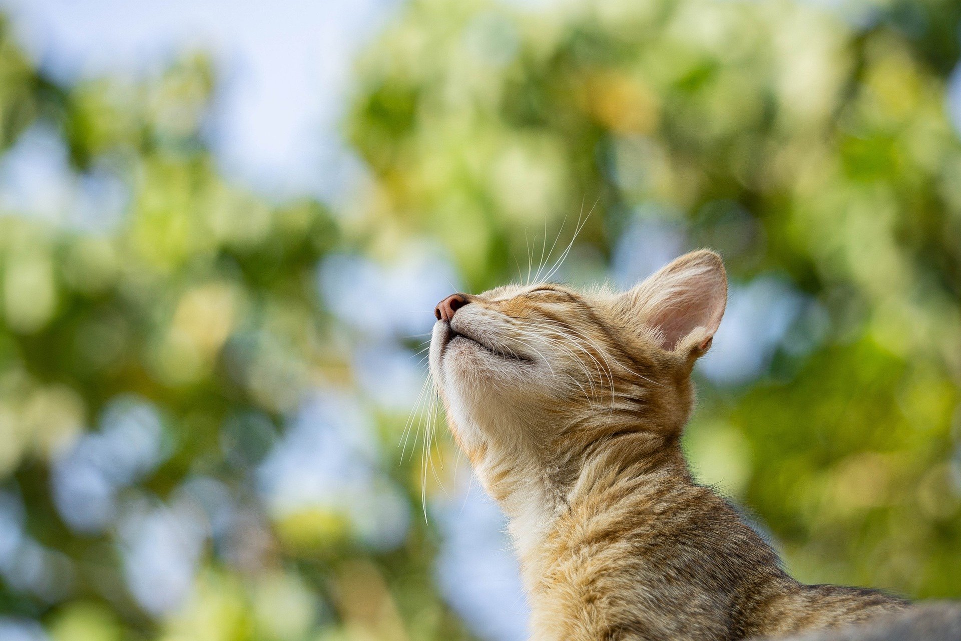 Download Depth Of Field Animal Cat HD Wallpaper