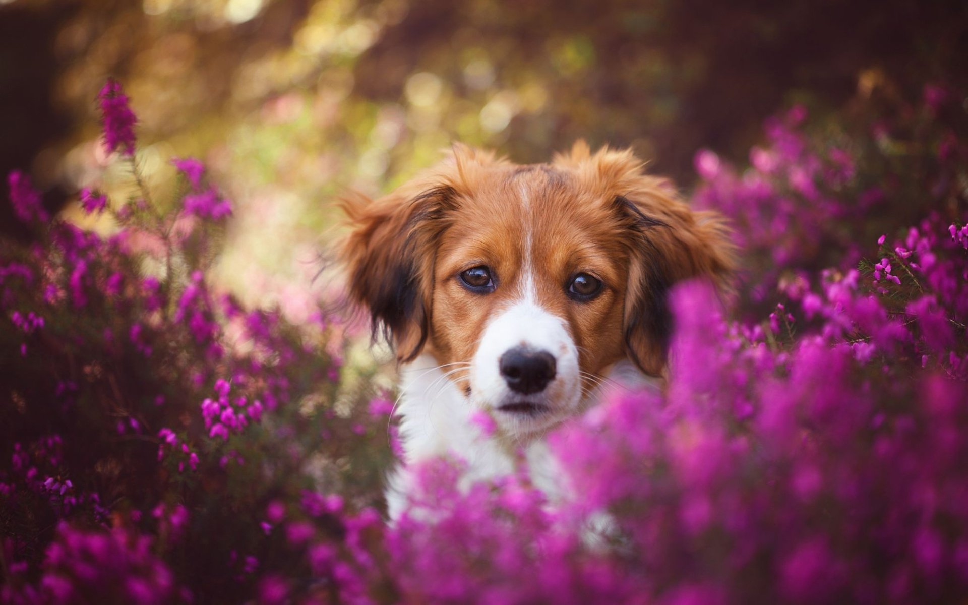 Download Baby Animal Heather Puppy Dog Flower Animal Kooikerhondje HD ...