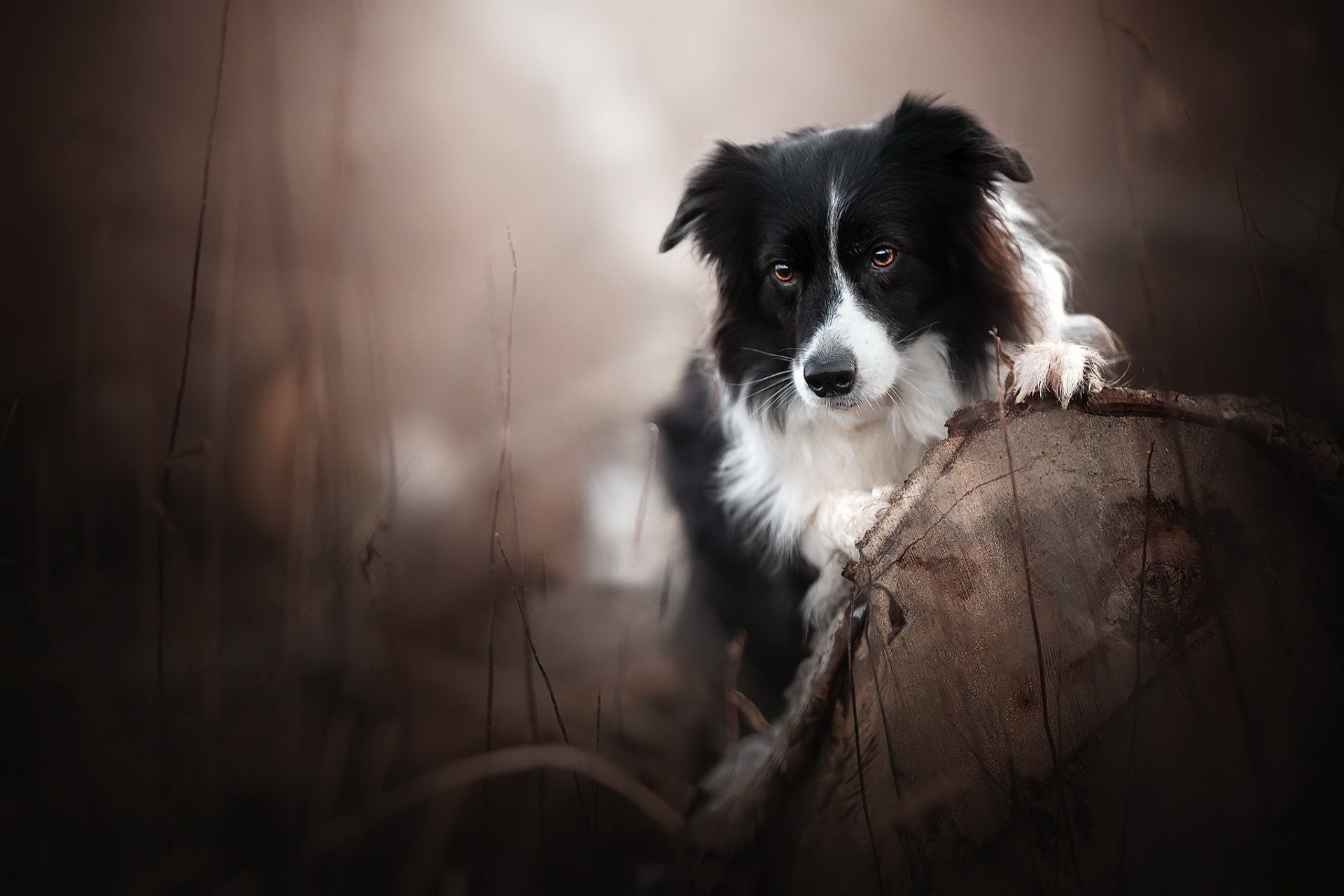 Download Dog Animal Border Collie HD Wallpaper