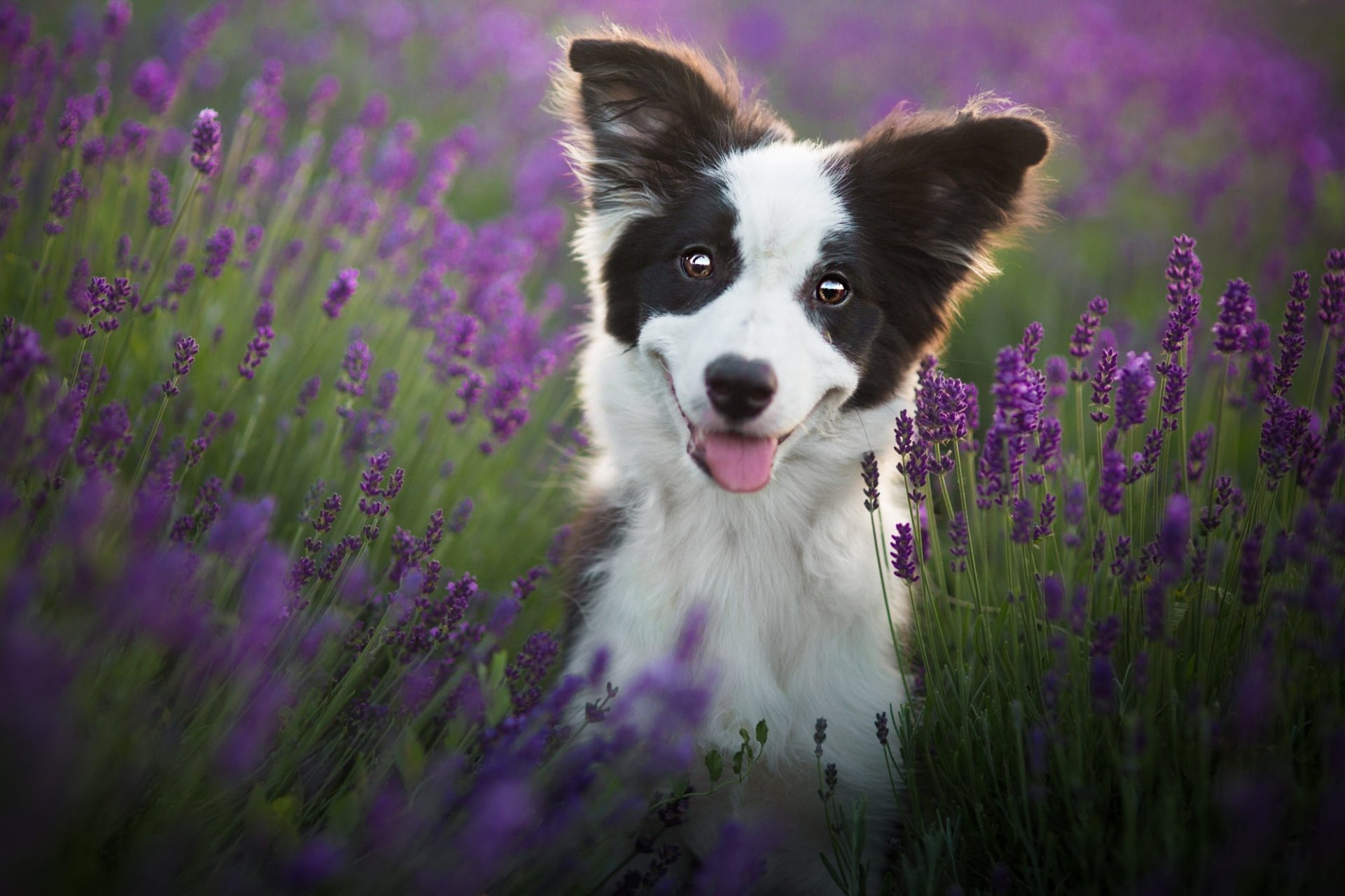 Download Purple Flower Puppy Baby Animal Dog Animal Border Collie HD ...