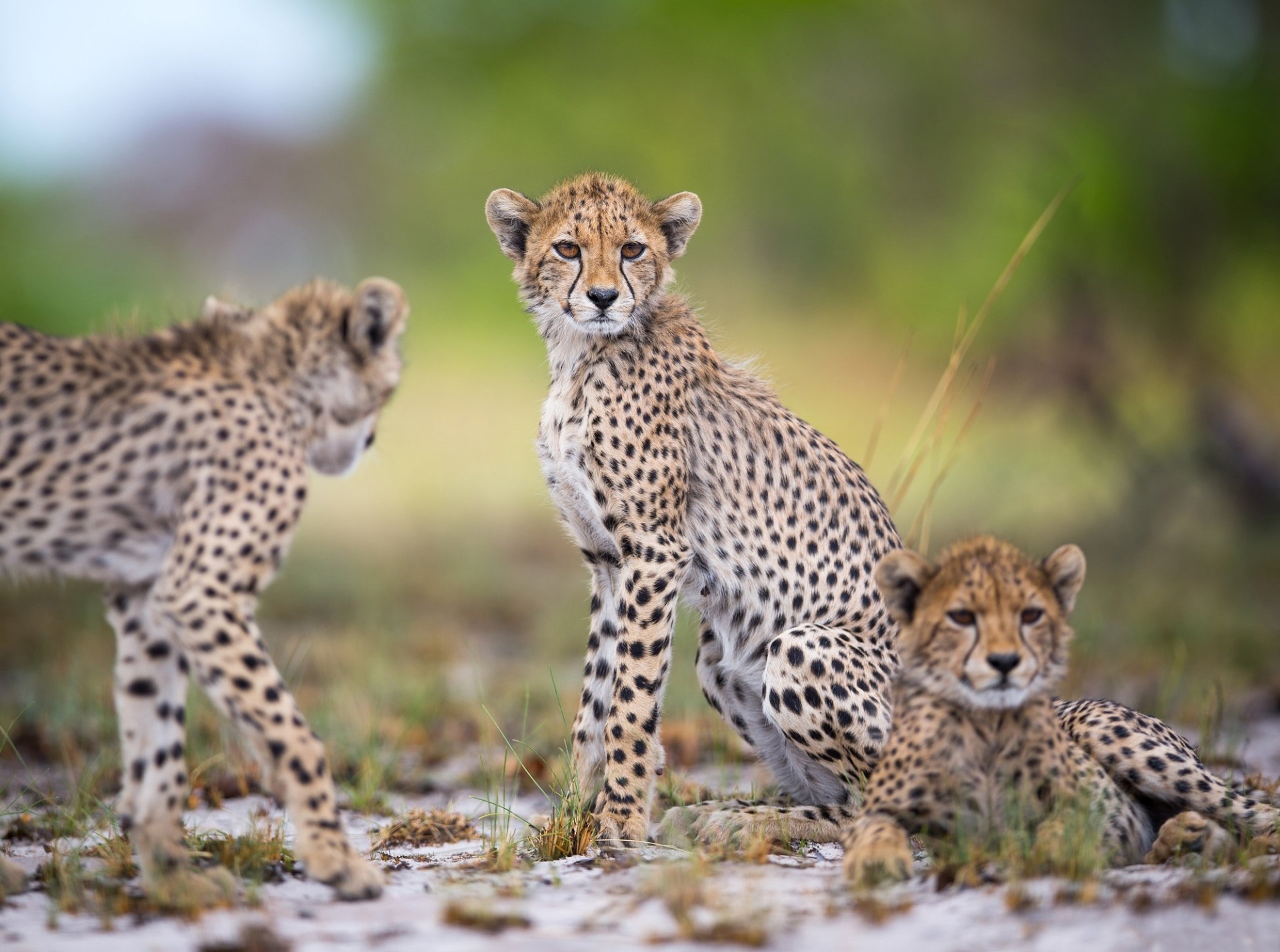 Majestic Cheetah Cubs: HD Wildlife Baby Animal Wallpaper | 2000x1489 ...