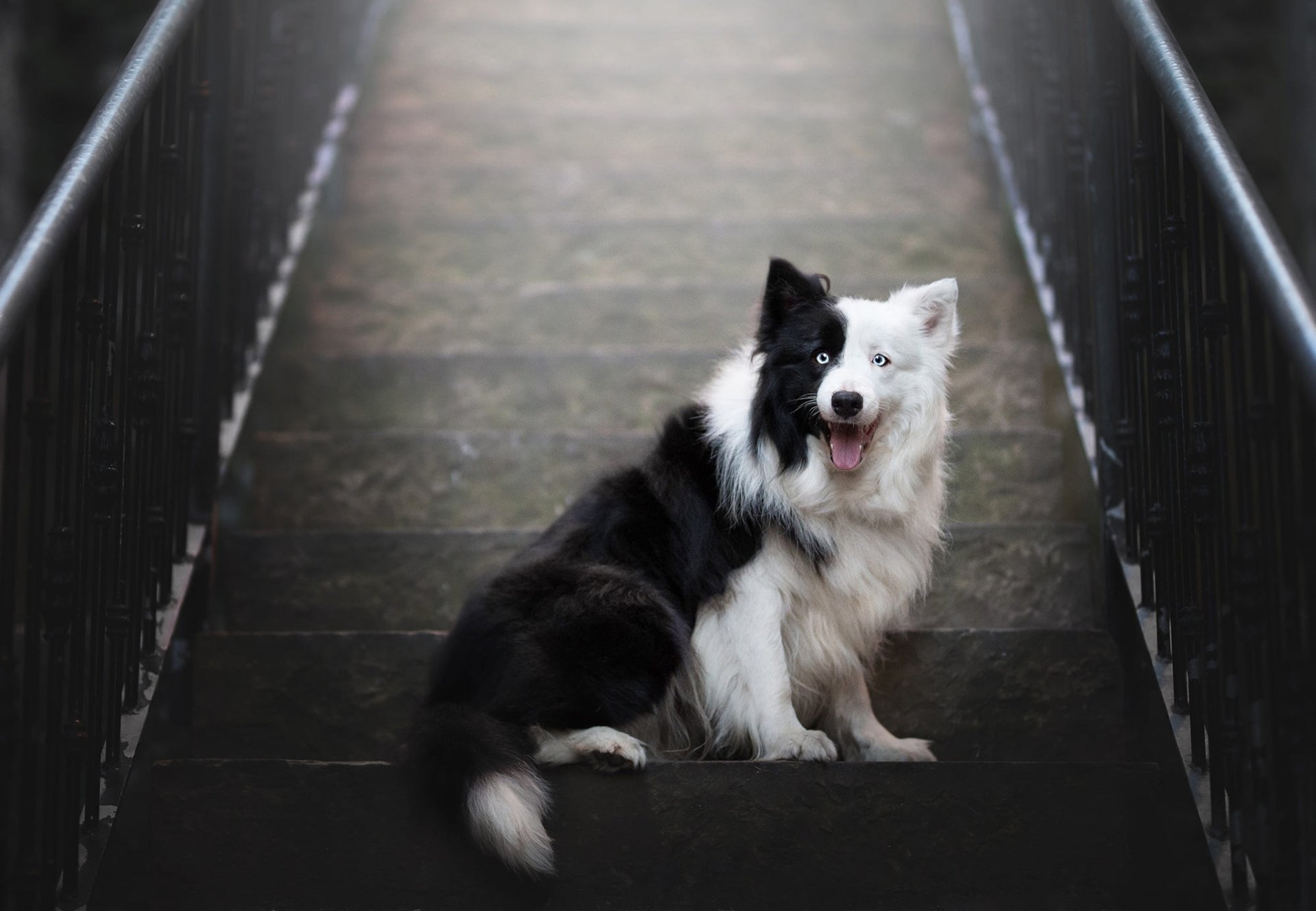 Download Dog Animal Border Collie HD Wallpaper