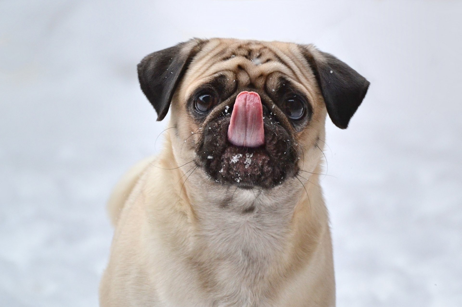 Charming Pug Portrait – HD Animal Wallpaper