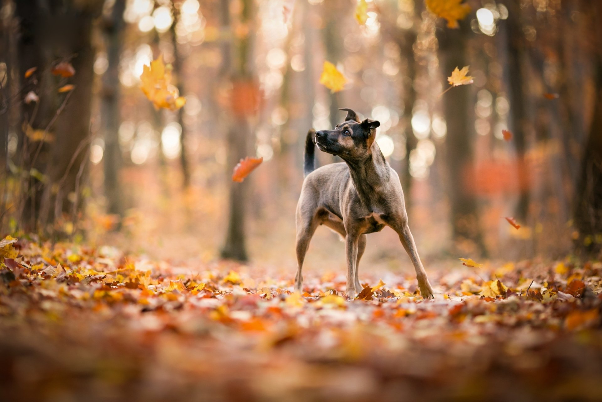 Download Leaf Fall Depth Of Field Animal Dog HD Wallpaper