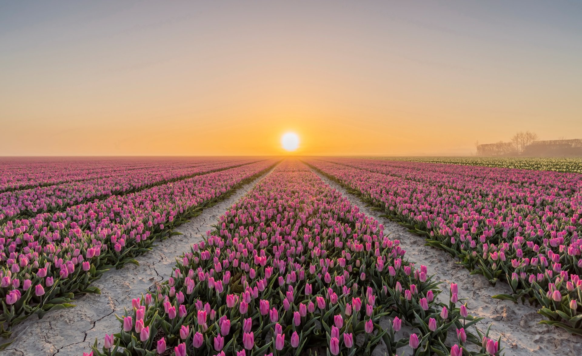 Download Sunrise Pink Flower Field Nature Flower Tulip 4k Ultra HD Wallpaper