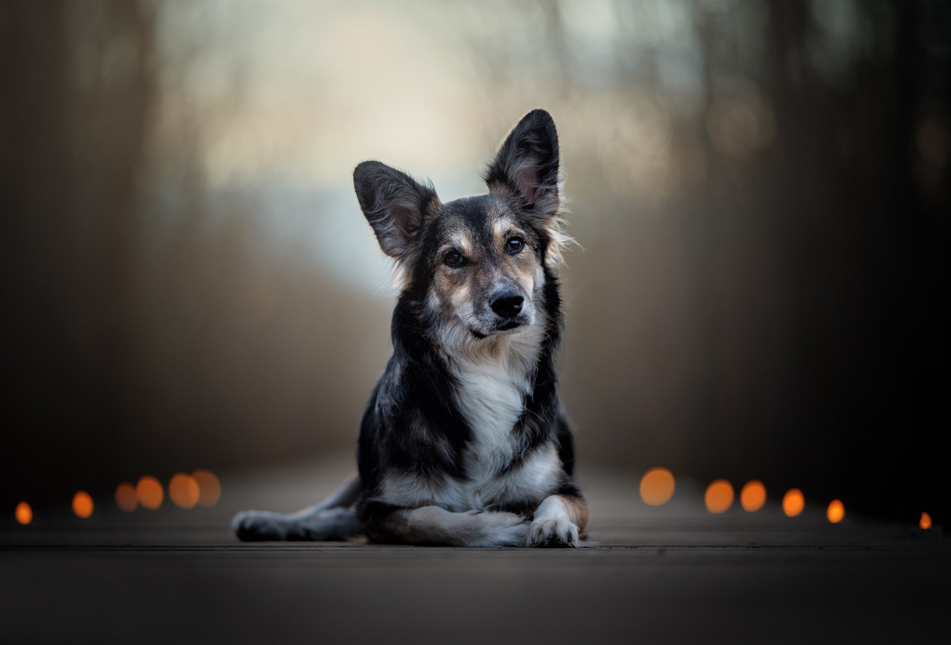 HD Dog Portrait with Stunning Depth of Field