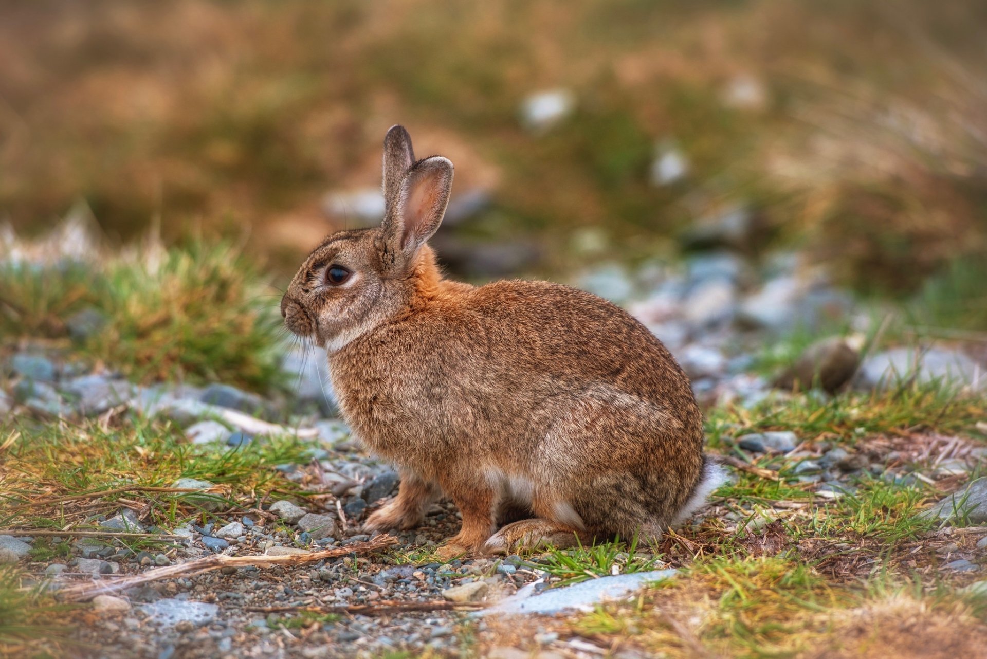 Download Animal Hare HD Wallpaper
