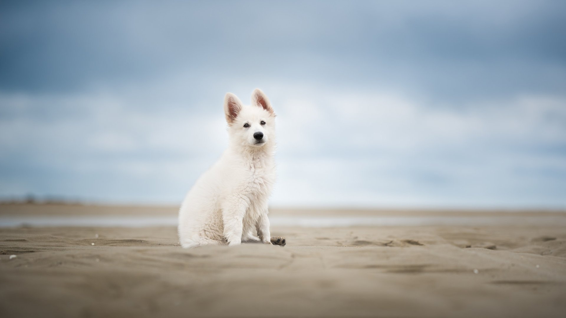 Download Baby Animal Depth Of Field Puppy Dog Sand Animal Swiss ...