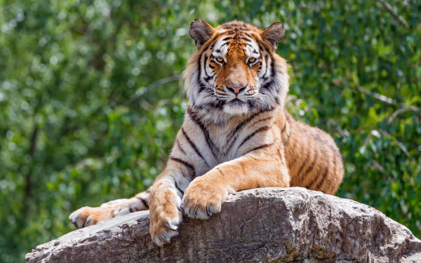 [350+] Tiger 4k Wallpapers