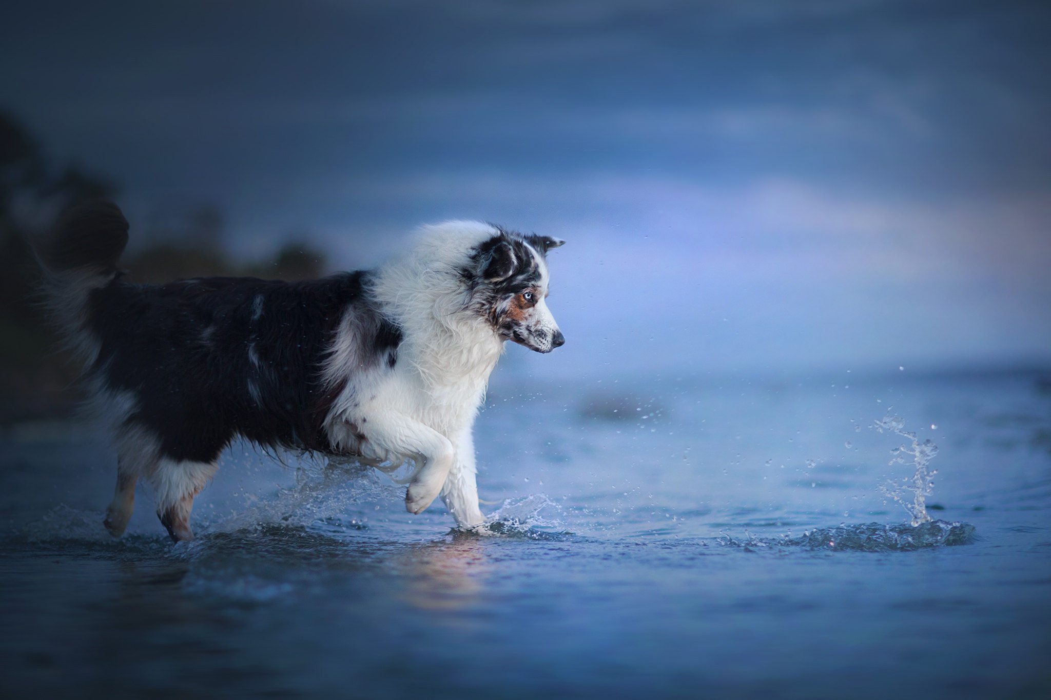 Download Dog Water Animal Australian Shepherd HD Wallpaper