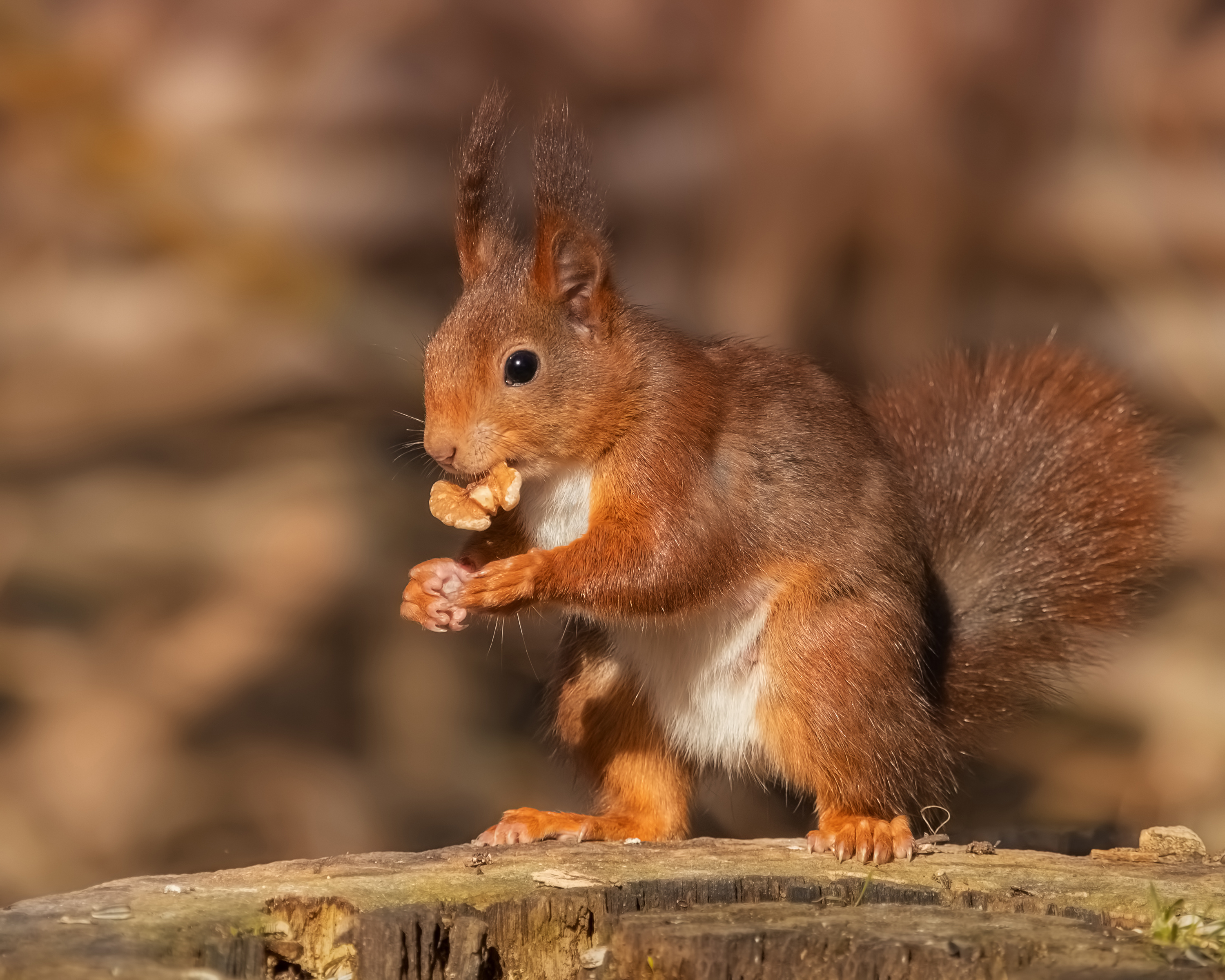 Download Rodent Animal Squirrel HD Wallpaper