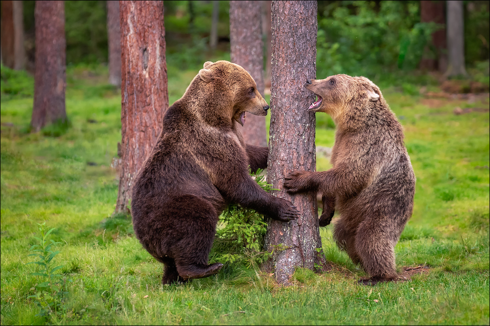 Download Animal Bear HD Wallpaper