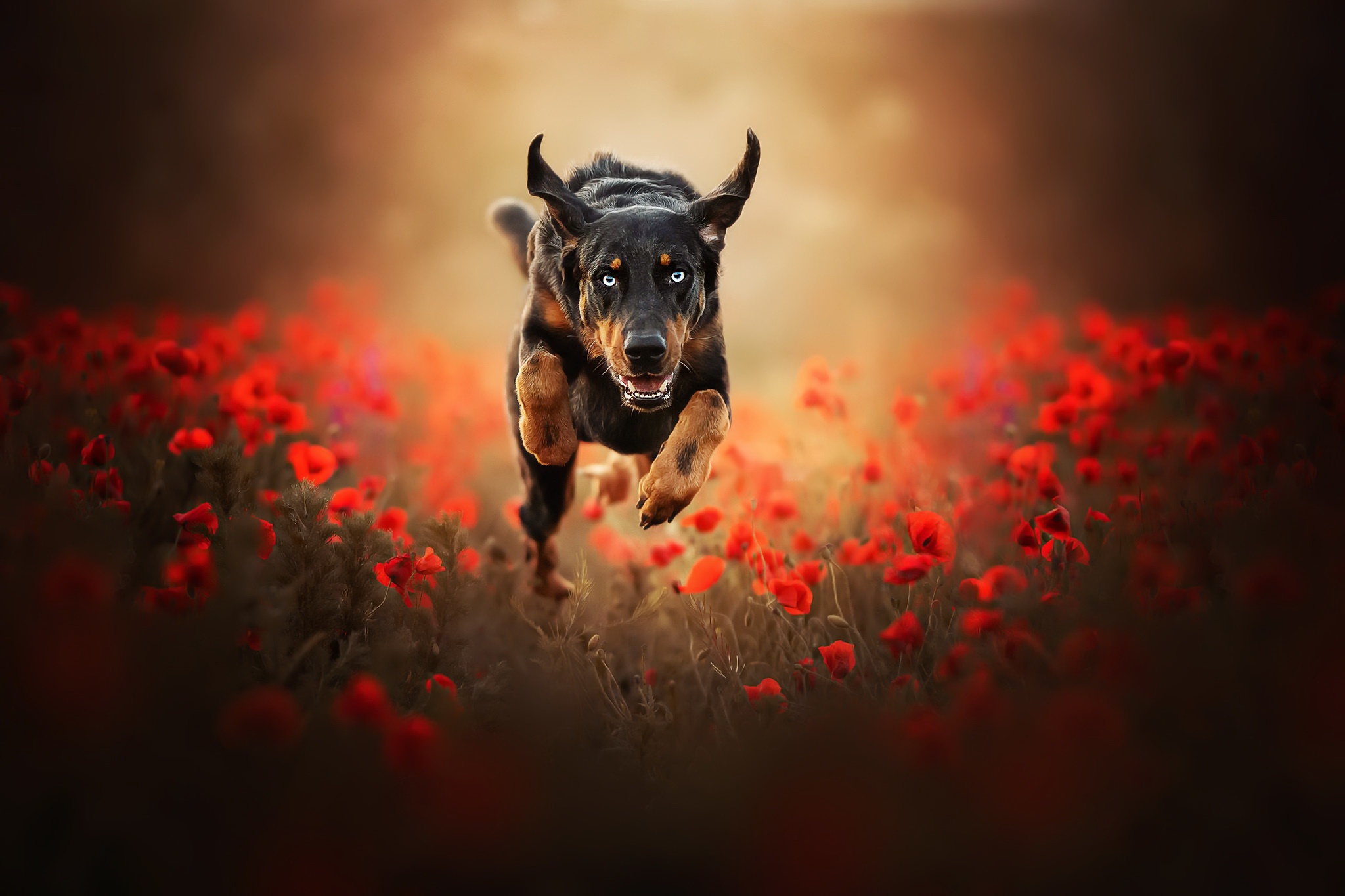 Download Poppy Red Flower Depth Of Field Animal Dog HD Wallpaper
