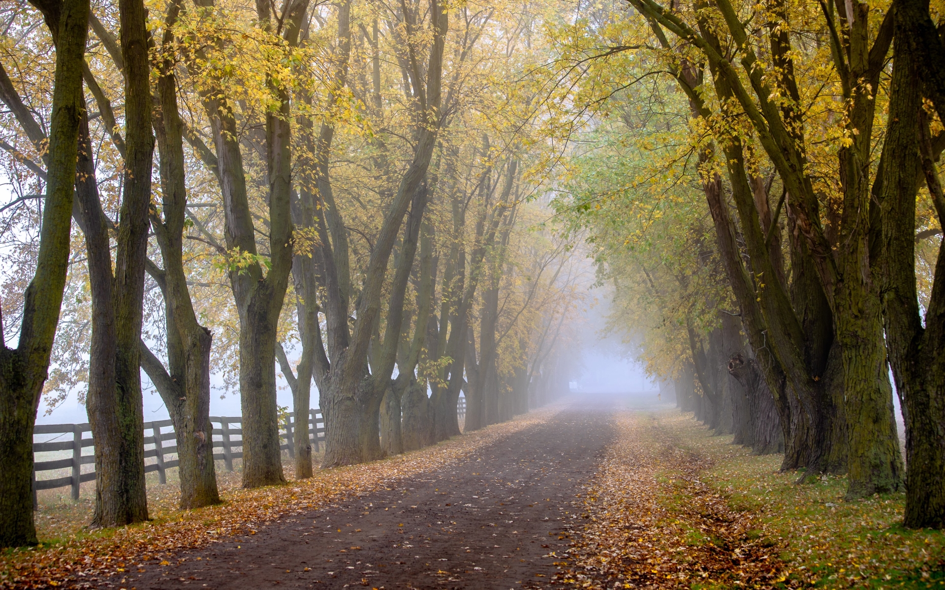 Download Fog Fall Leaf Dirt Road Nature Path HD Wallpaper