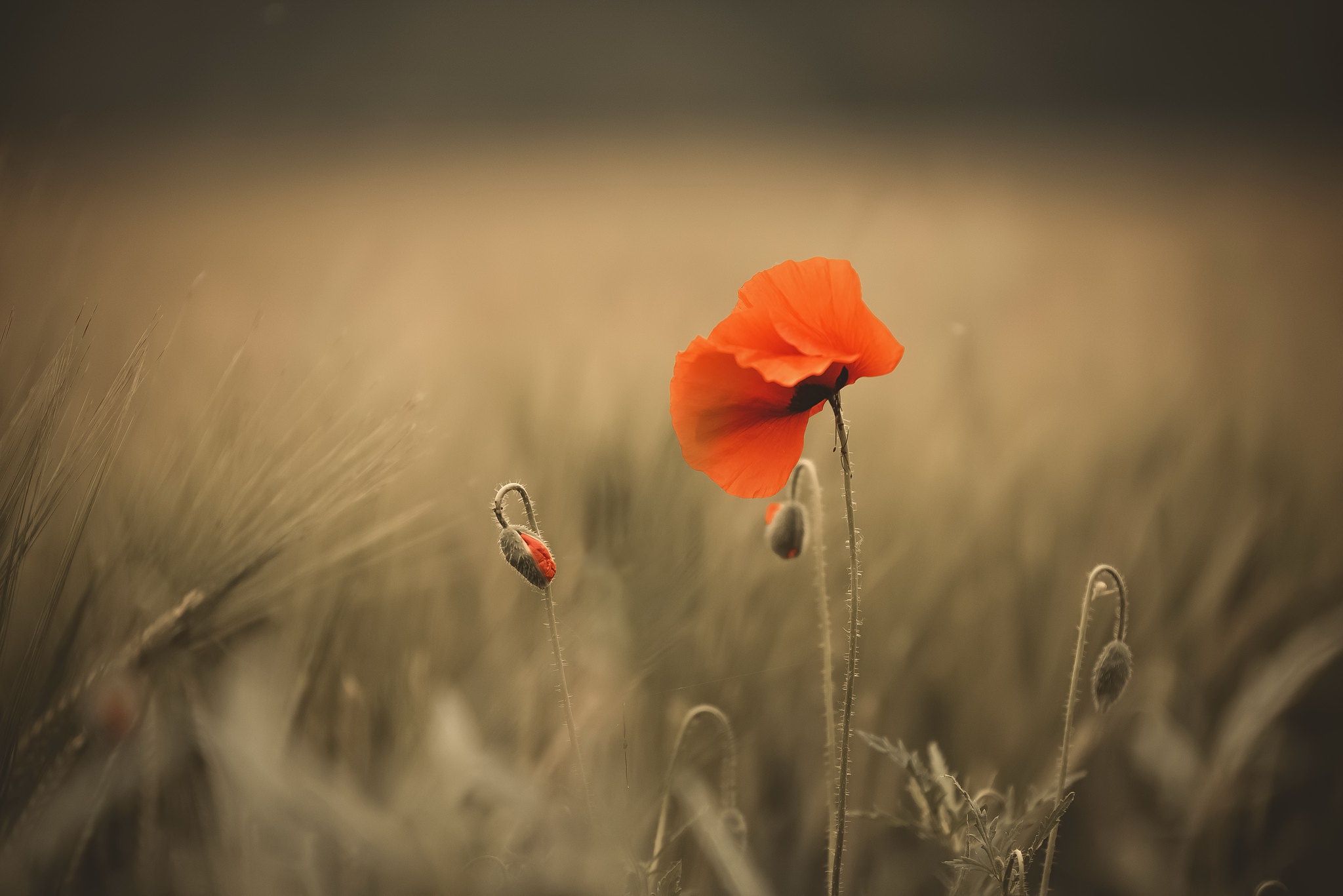 Download Nature Poppy HD Wallpaper