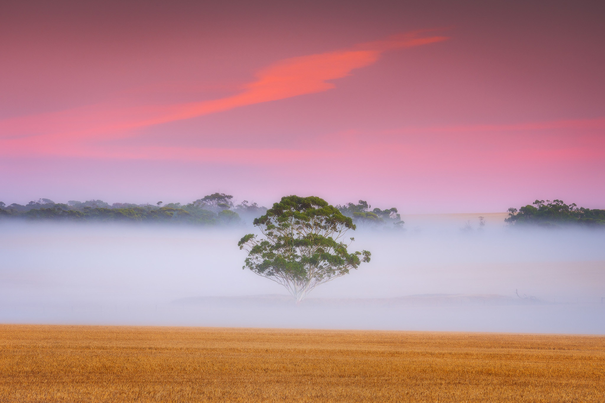 Download Dawn Tree Field Nature Fog HD Wallpaper