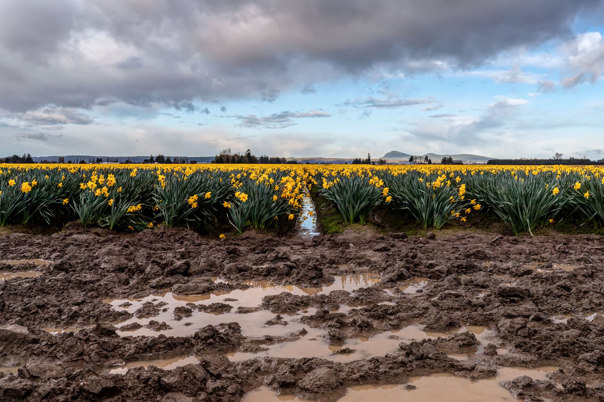 Download Flower Field Nature Daffodil HD Wallpaper