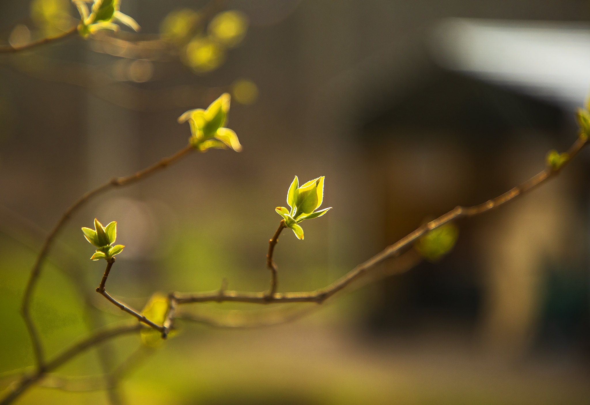 Download Nature Branch HD Wallpaper