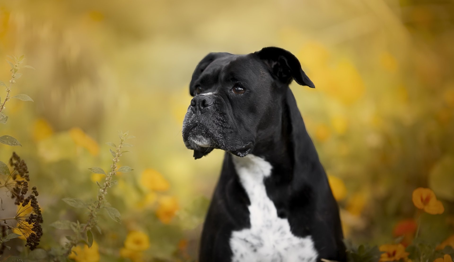 Download Boxer (dog) Dog Animal HD Wallpaper