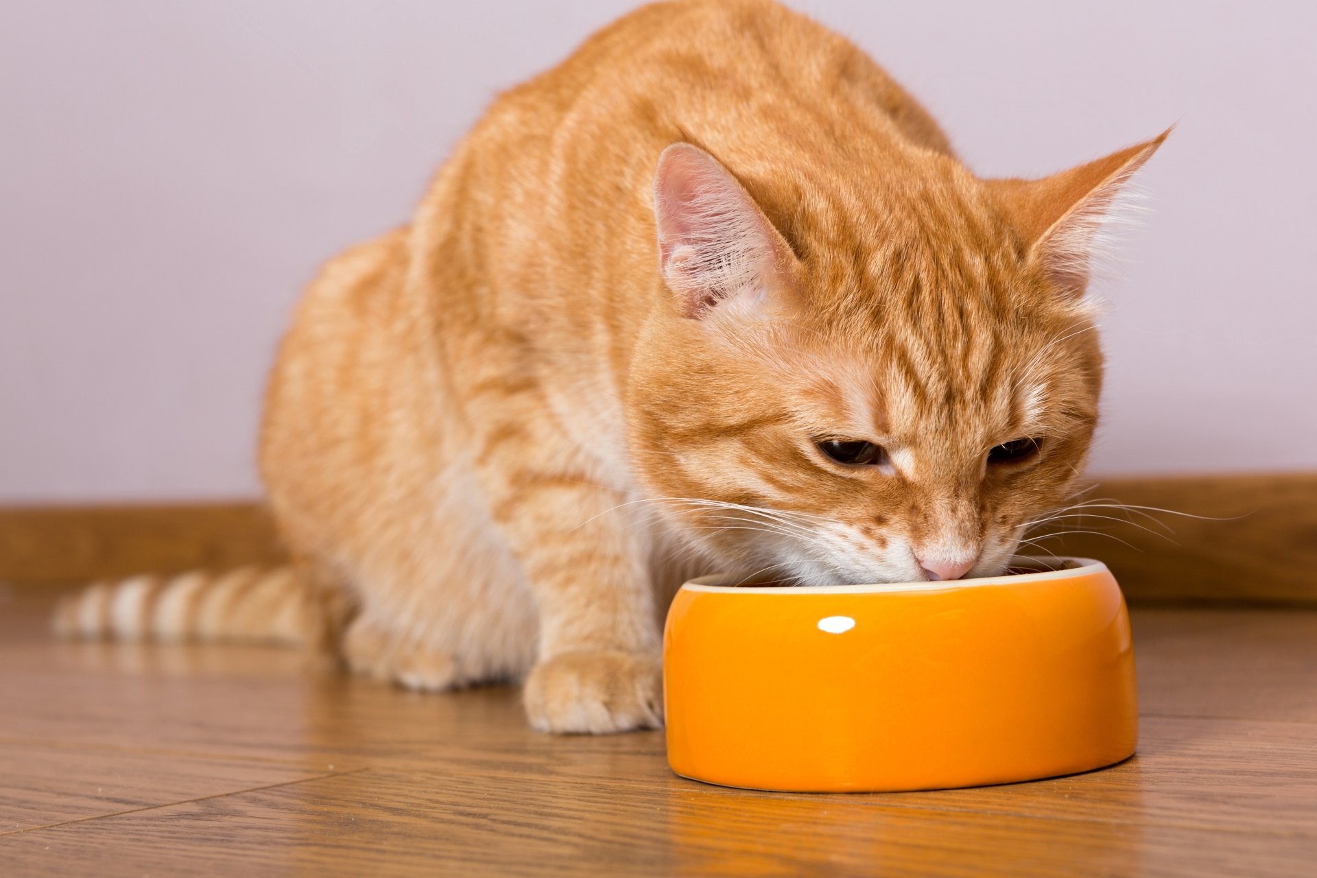 Download Animal Cat 4k Ultra HD Wallpaper | 5250x3500 | Wallpaper Abyss