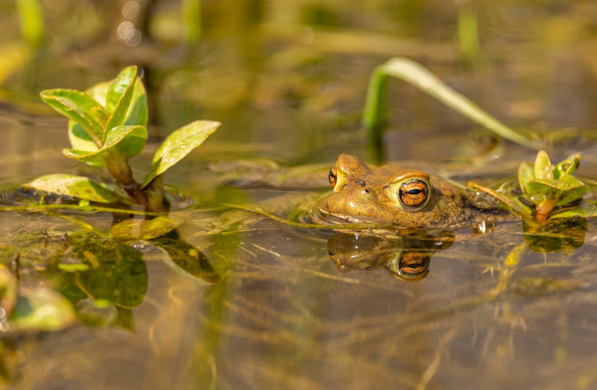 Download Amphibian Water Animal Frog HD Wallpaper