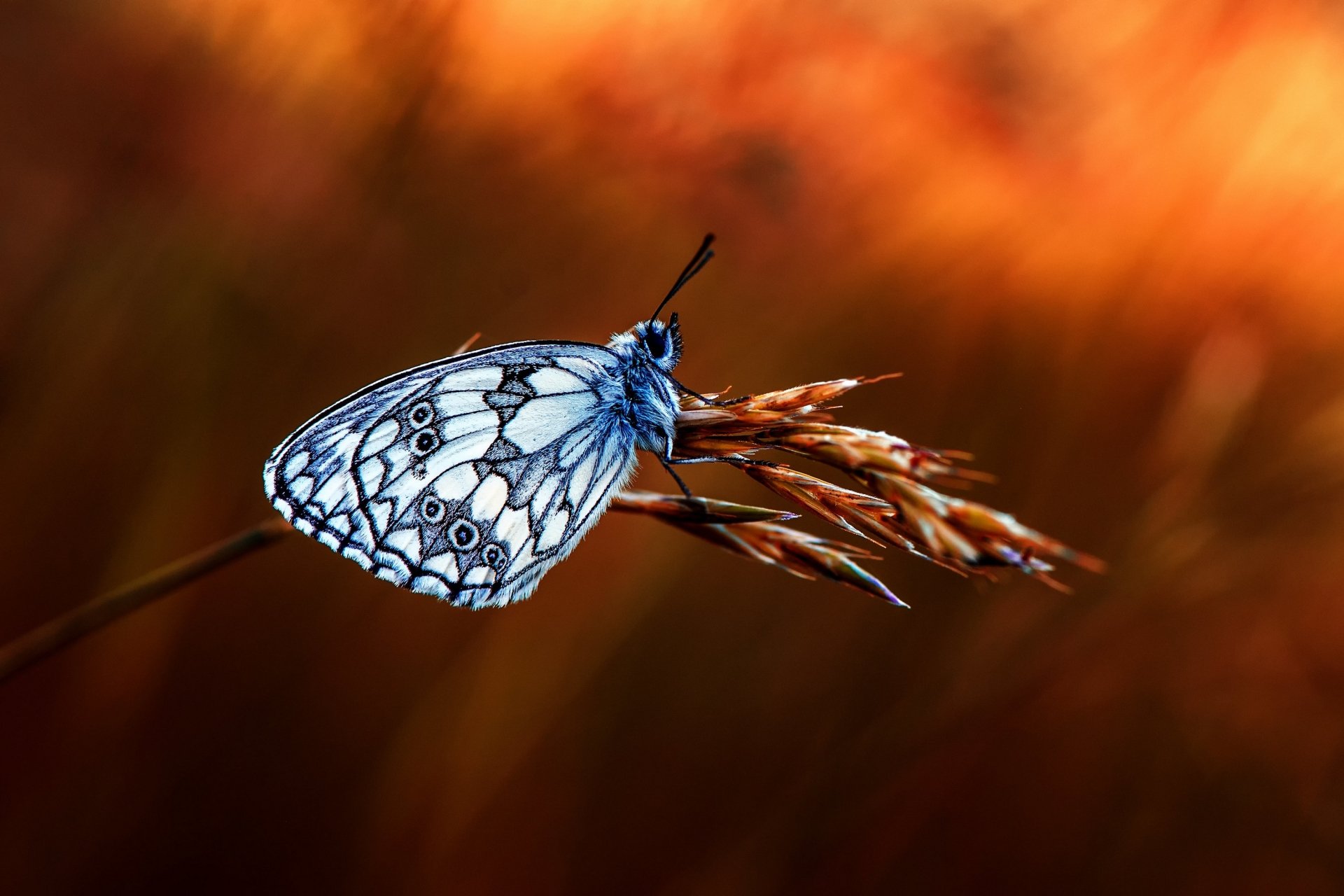 HD Macro Beauty: Majestic Butterfly in Golden Light | 3000x2000 ...