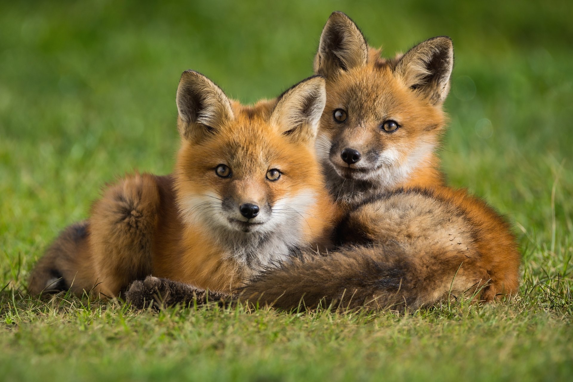 Adorable Fox Cubs in 4K Ultra HD – Nature’s Baby Animal Charm