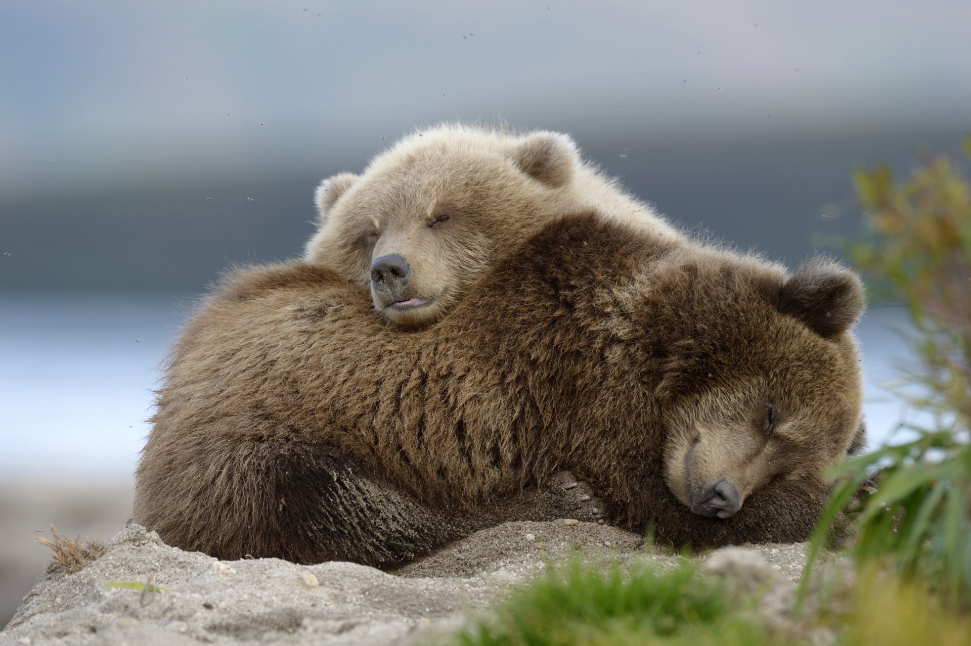 Cozy Grizzly Cubs: 4K Ultra HD Baby Bear Wildlife Wallpaper