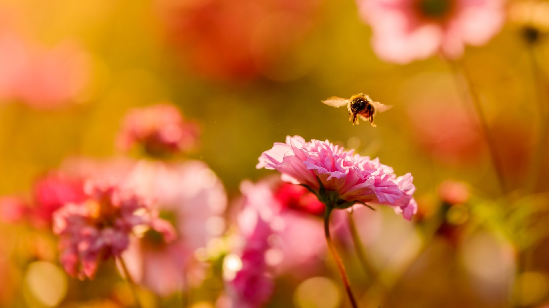 Download Insect Pink Flower Nature Flower Animal Bee 4k Ultra HD Wallpaper
