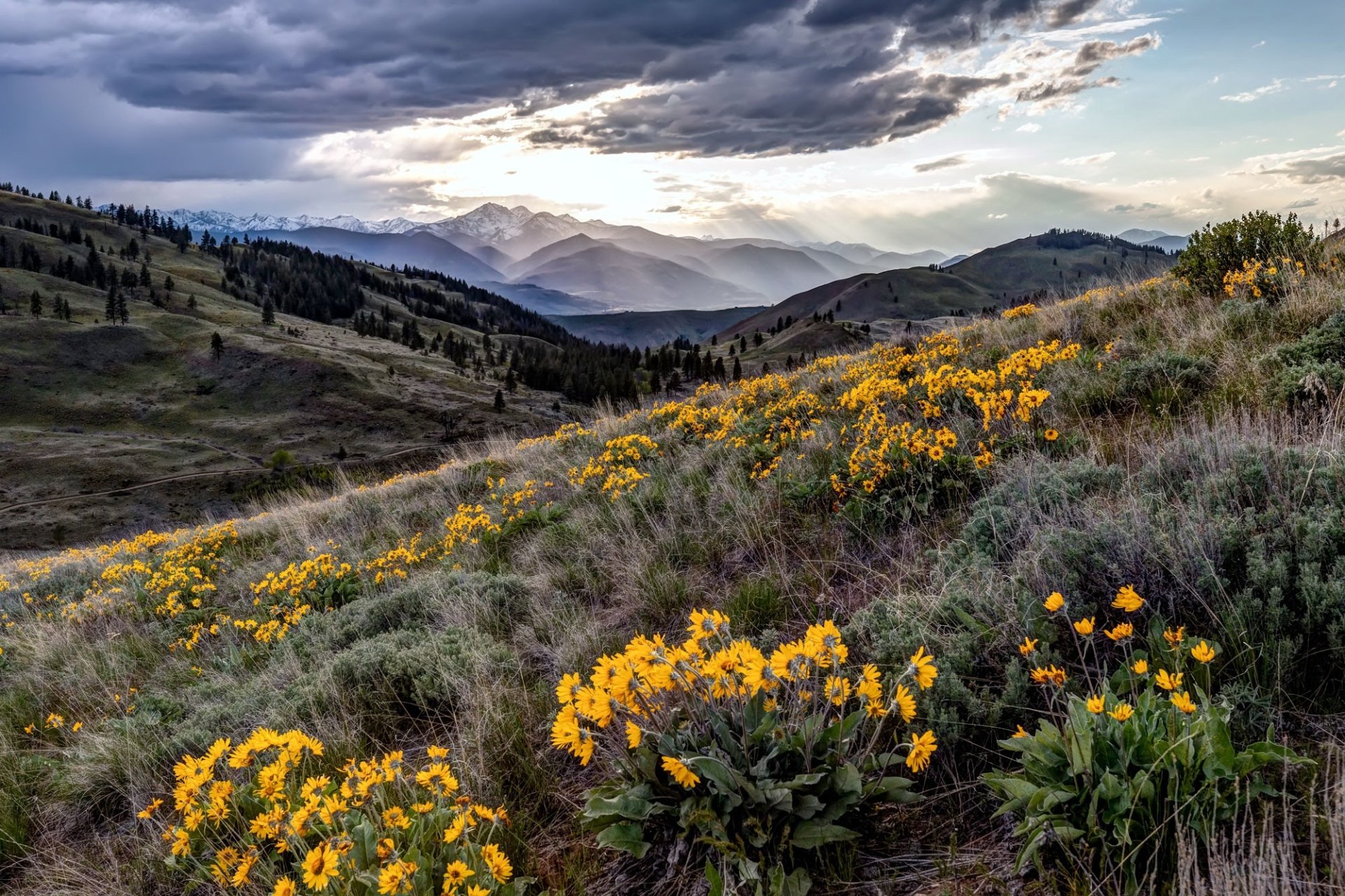 Sunlit Alpine Meadow — HD Nature Wallpaper | 2000x1333 | Wallpaper Abyss
