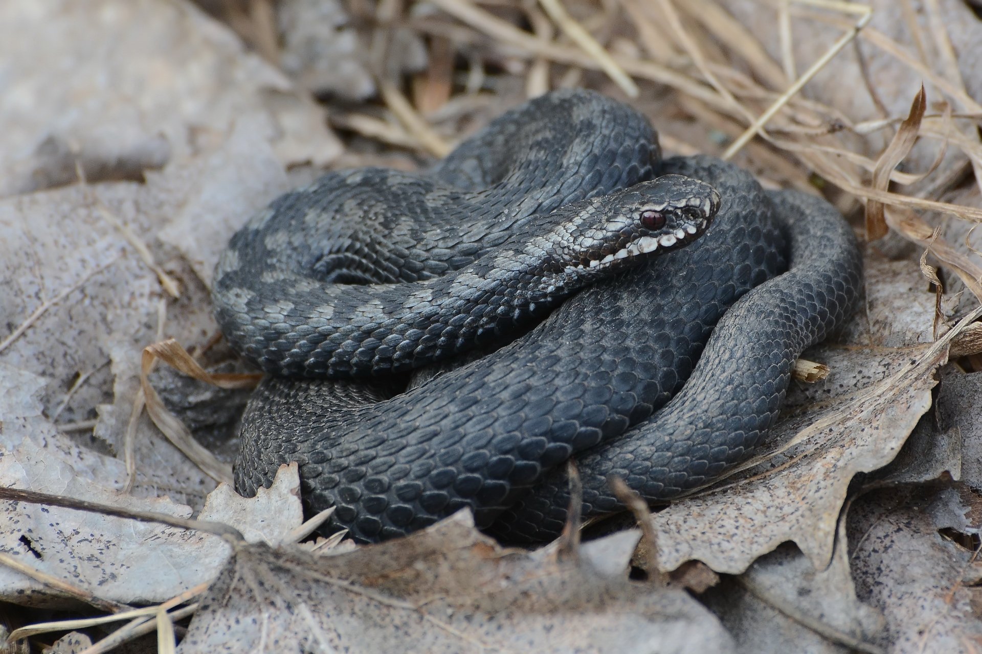 Download Animal Viper 4k Ultra HD Wallpaper