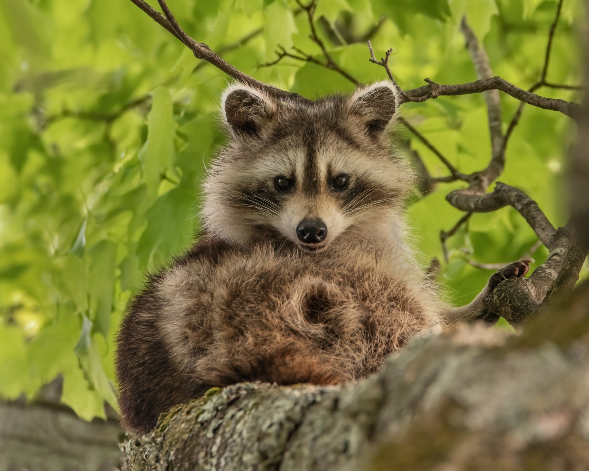 Download Stare Animal Raccoon HD Wallpaper