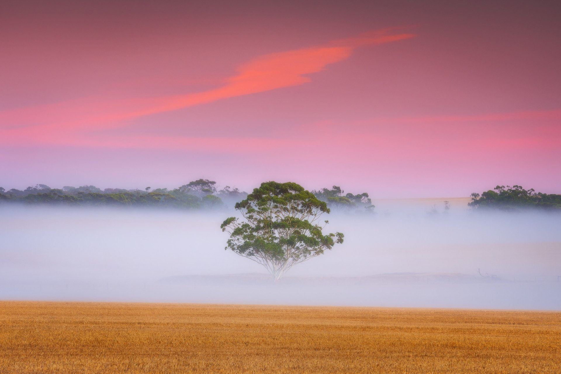 Download Dawn Tree Field Nature Fog HD Wallpaper